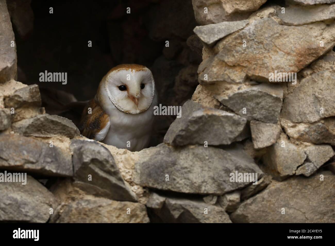 Barn owl looking Out of a Hole in a Stone Wall - Tyto alba Stock Photo ...
