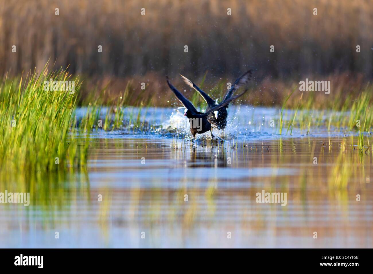 Cute bird Eurasian Coot. Green nature background. Bird: Eurasian Coot ...