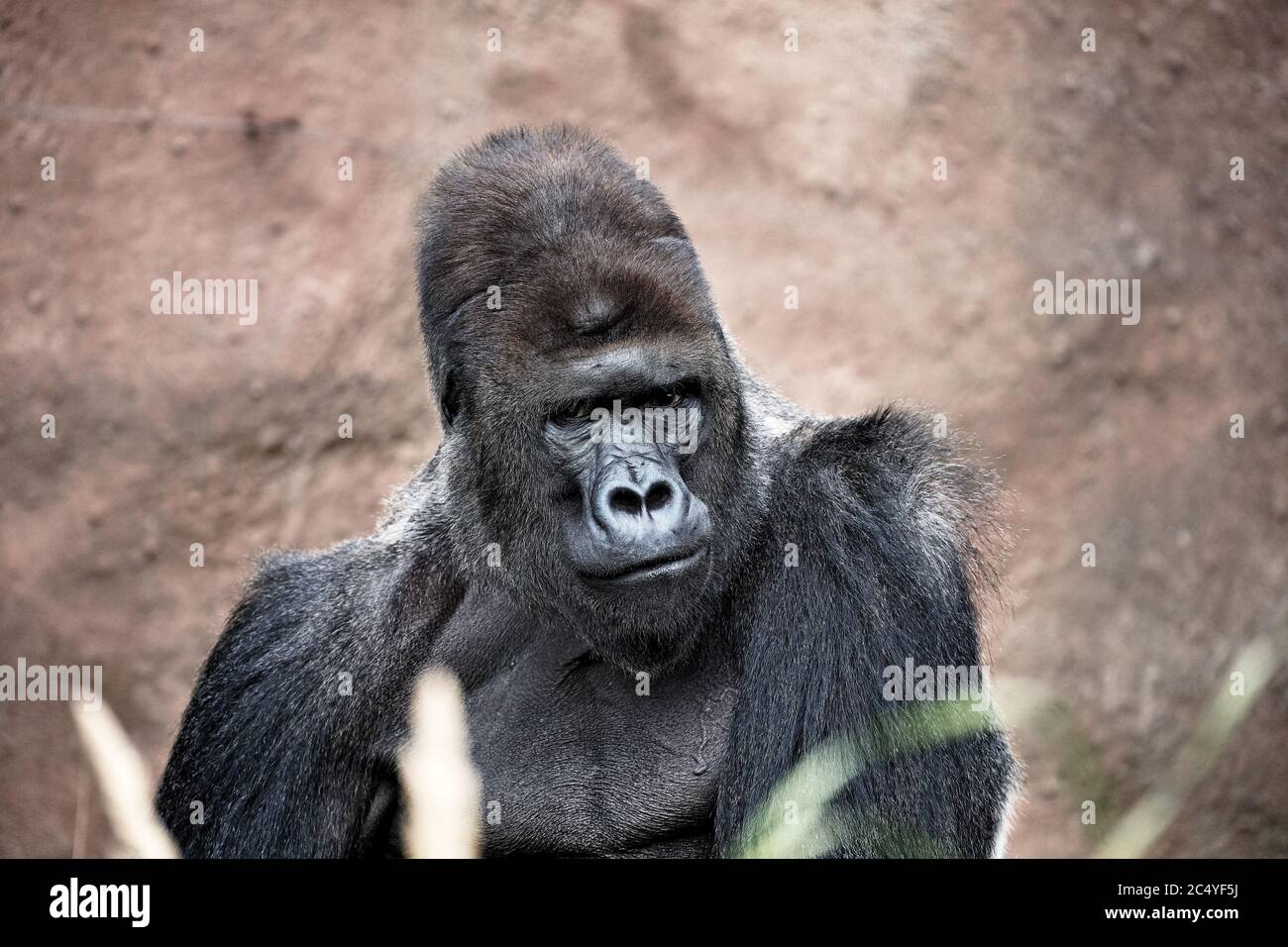 Silverback Gorilla Wallpaper