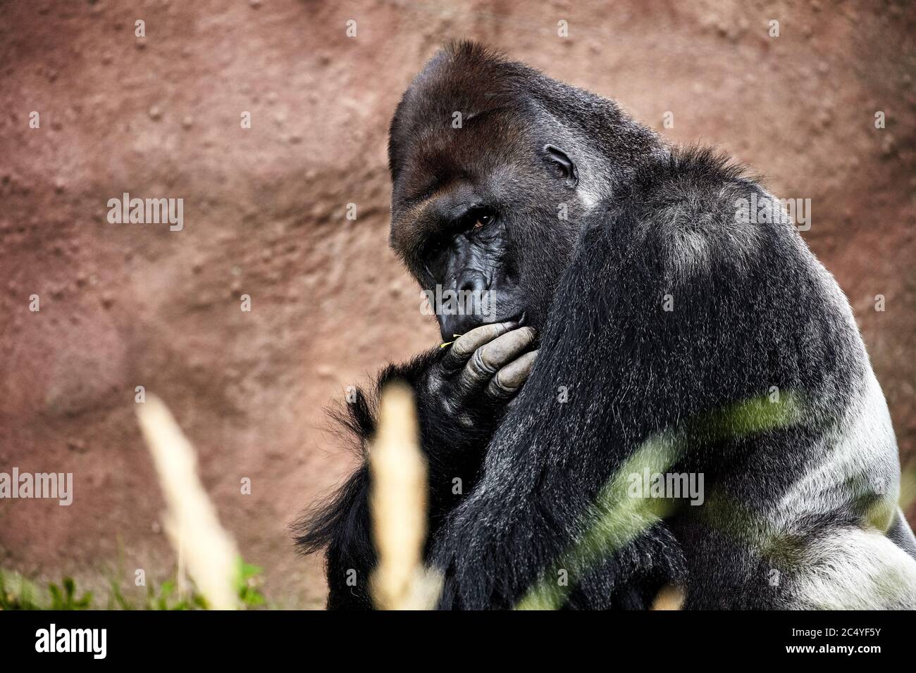 Portrait of a gorilla male, severe silverback, on light brown blur ...