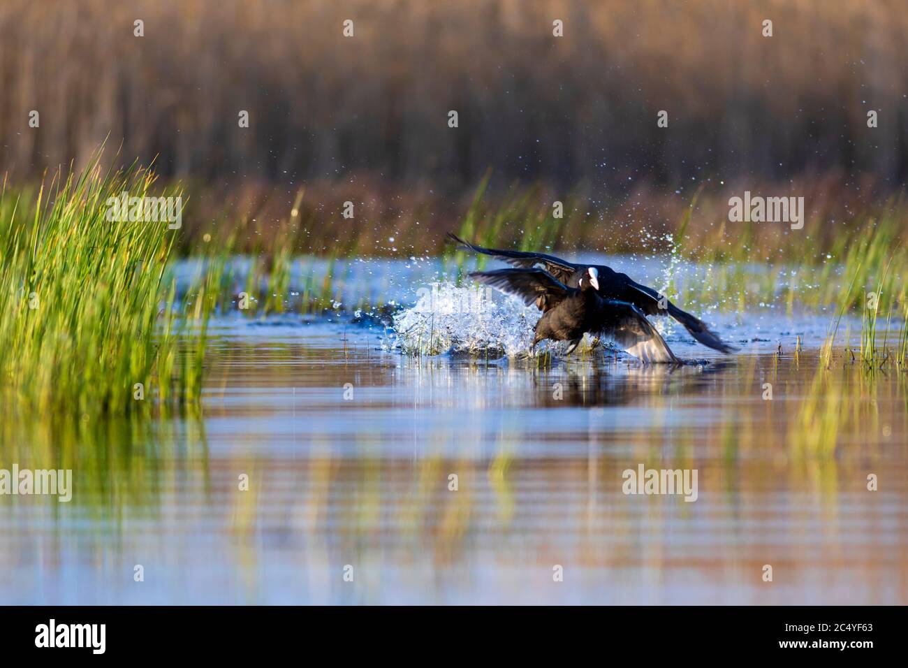 Cute bird Eurasian Coot. Green nature background. Bird: Eurasian Coot ...