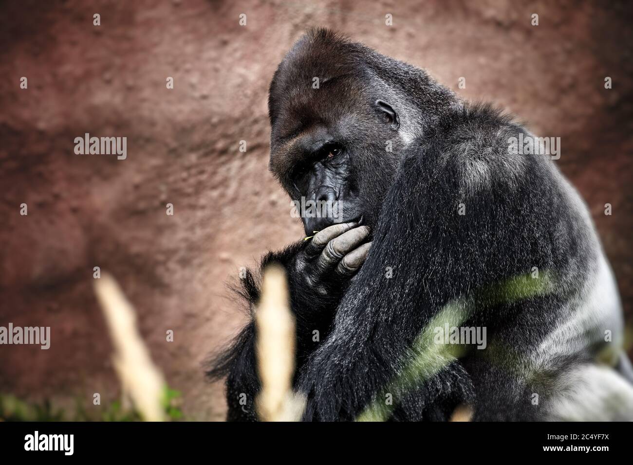 Portrait of a gorilla male, severe silverback, on light brown blur ...