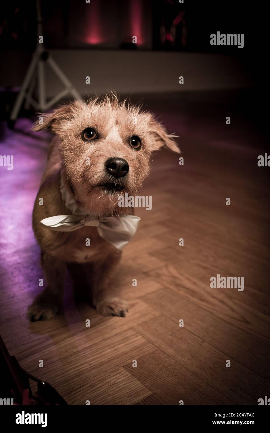 dog on dance floor party pet wedding bow tie Stock Photo - Alamy