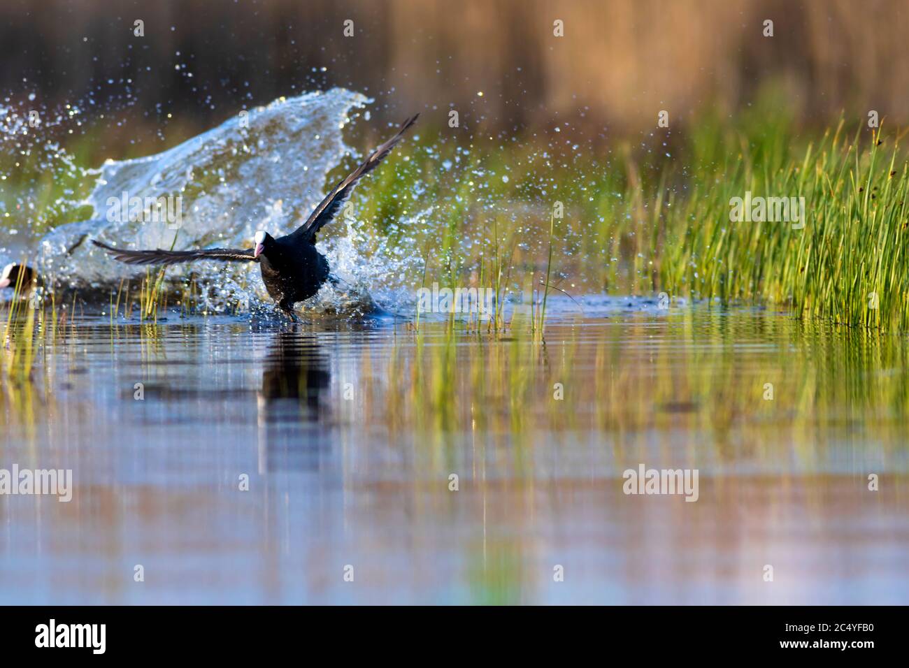 Cute bird Eurasian Coot. Green nature background. Bird: Eurasian Coot ...