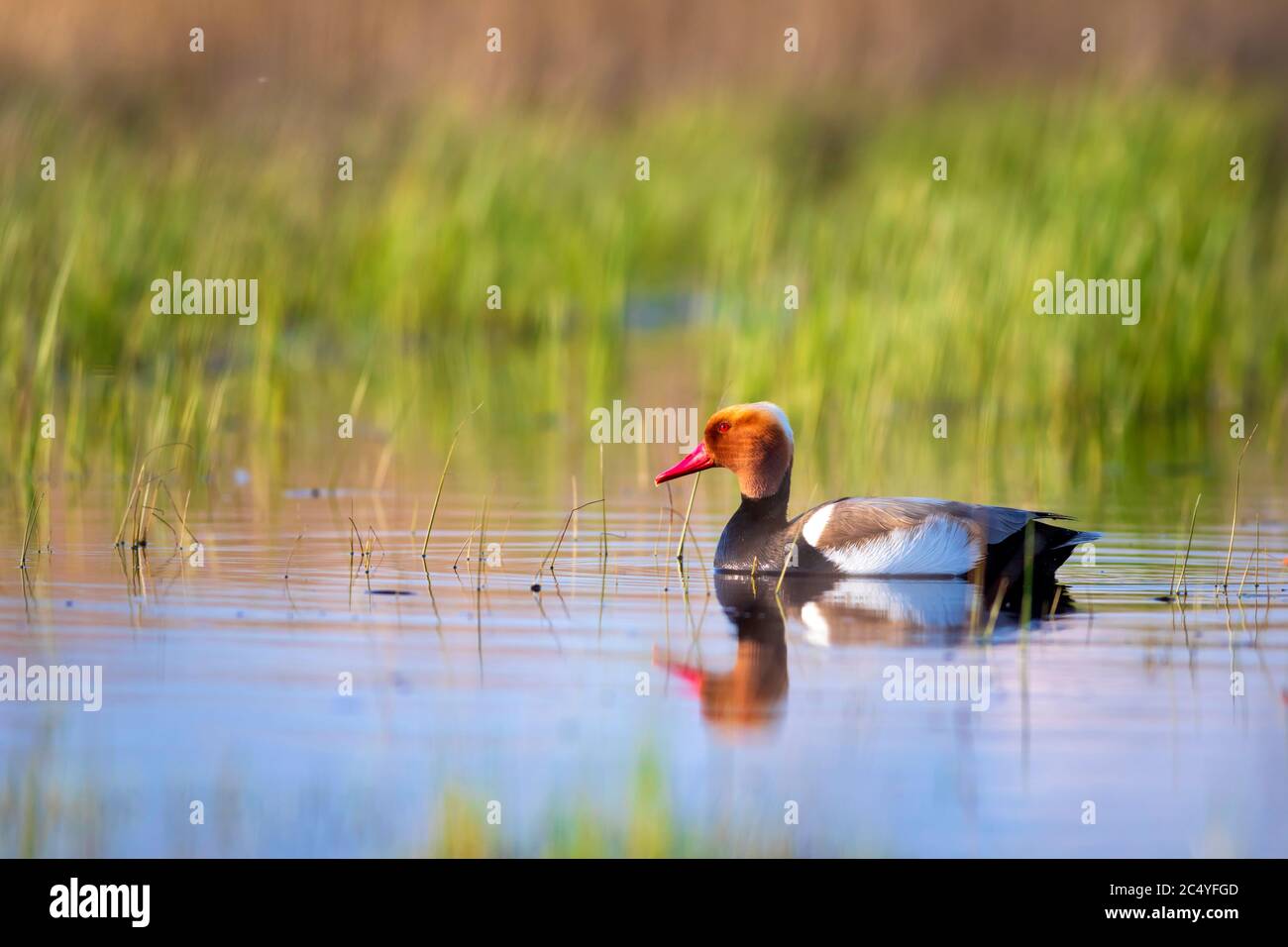 Red crested Pochard. Colorful nature habitat background. Common duck ...