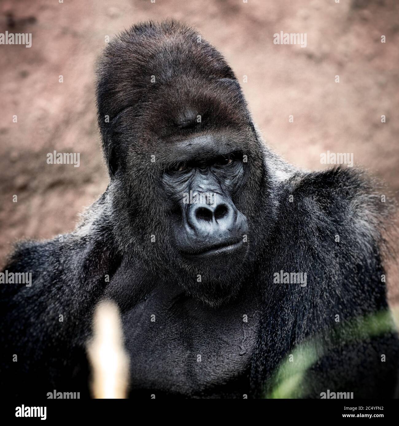 Portrait of a gorilla male, severe silverback, on light brown blur ...