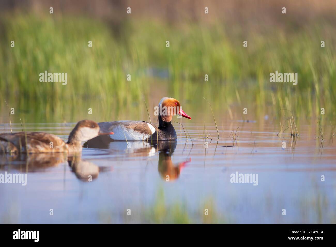 Ducks. Red crested Pochard. Colorful nature habitat background. Common ...
