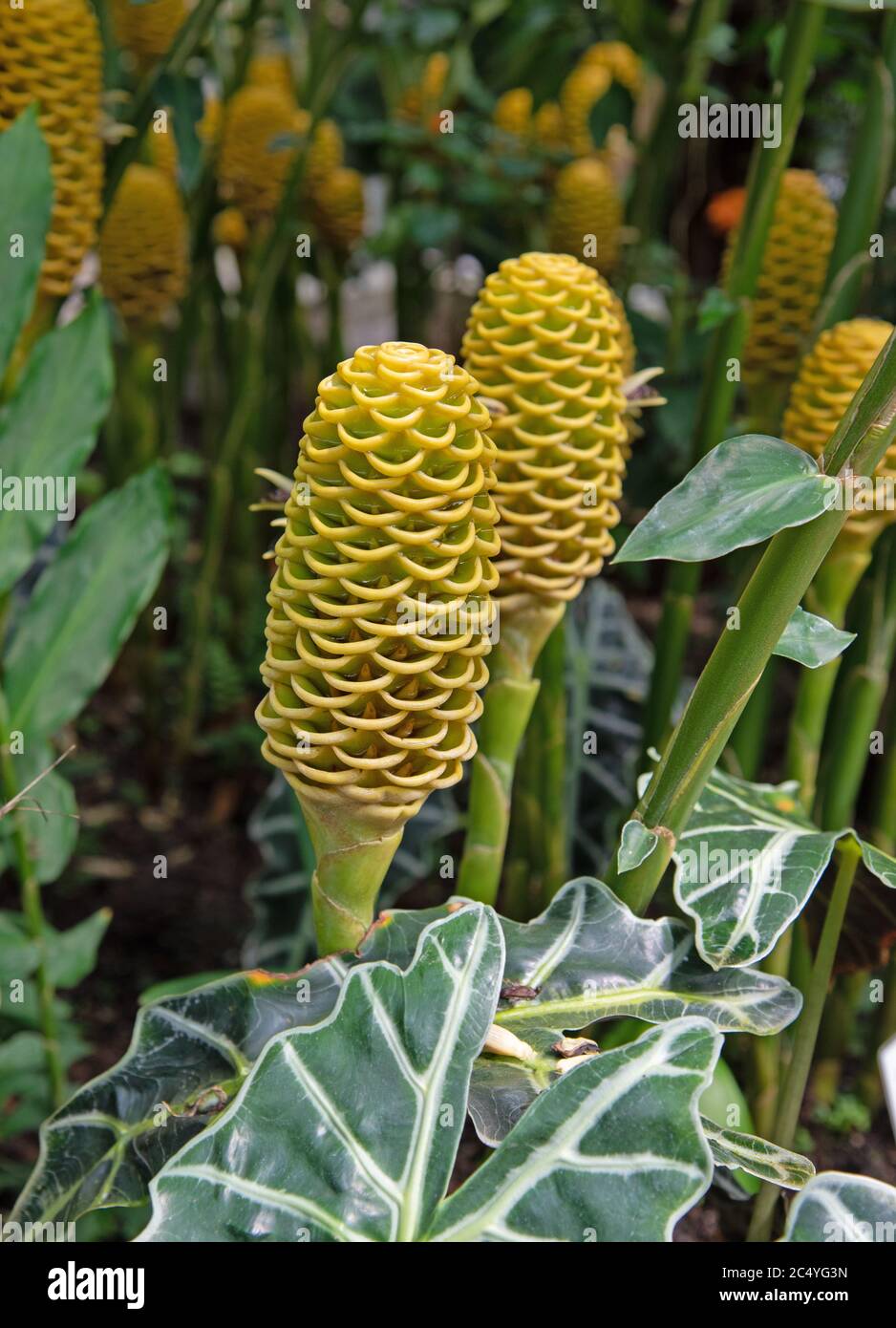 Inflorescence of the nodding ginger, Zingiber spectabile Stock Photo ...
