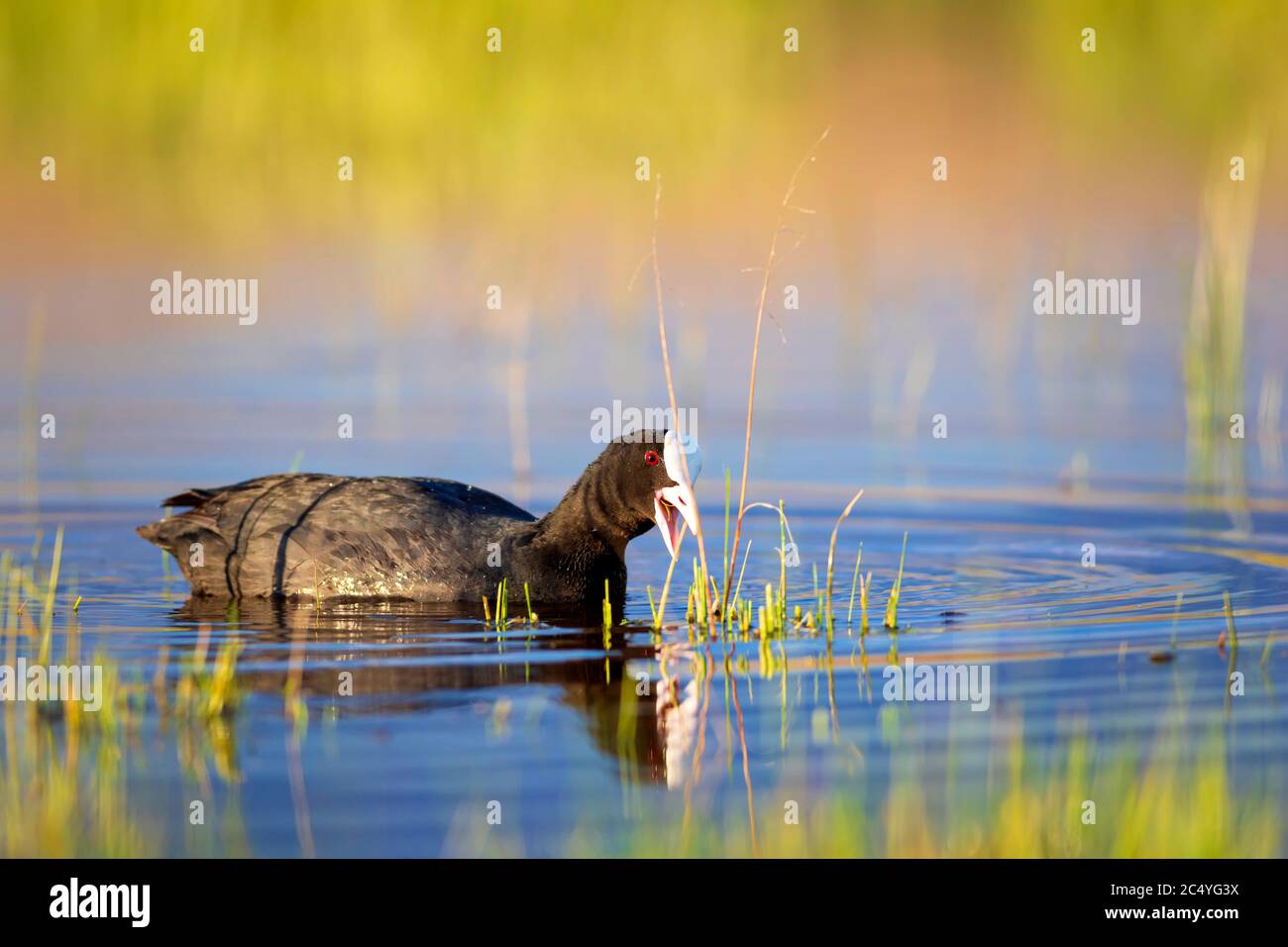 Cute bird Eurasian Coot. Green nature background. Bird: Eurasian Coot ...