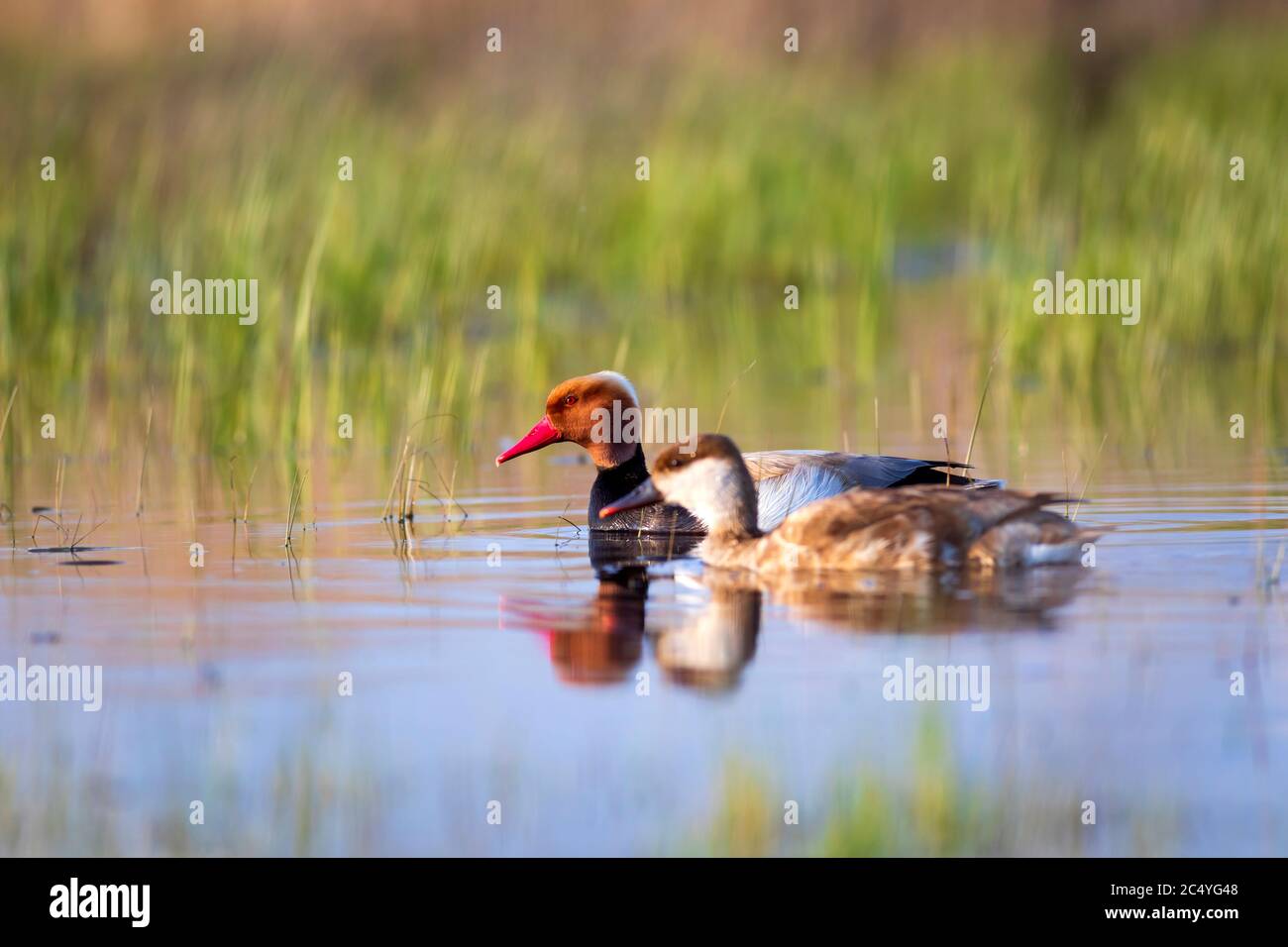 Ducks. Red crested Pochard. Colorful nature habitat background. Common ...