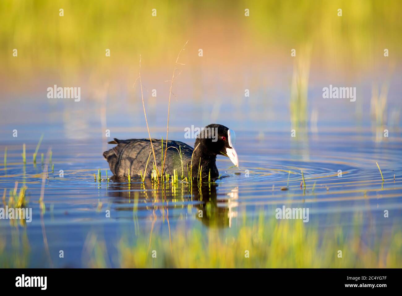 Cute bird Eurasian Coot. Green nature background. Bird: Eurasian Coot ...