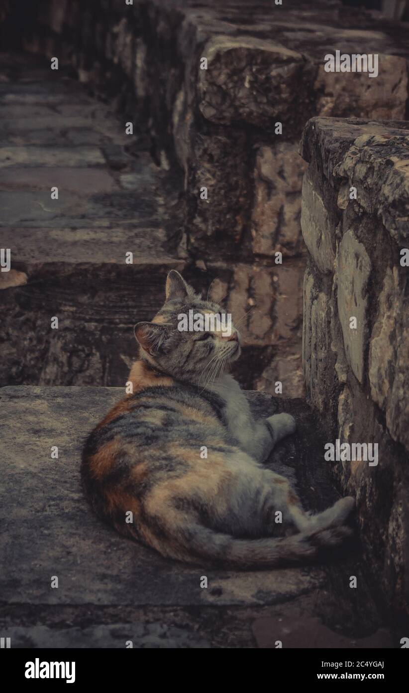 Cat on the rocks hi-res stock photography and images - Alamy