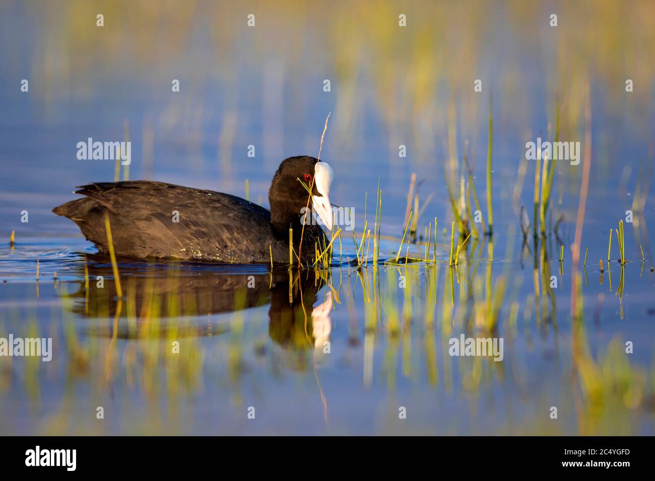Cute bird Eurasian Coot. Green nature background. Bird: Eurasian Coot ...