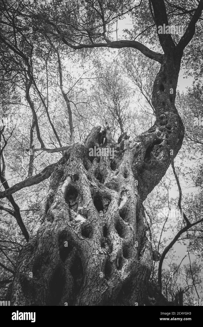 Tree branch oak leaves Black and White Stock Photos & Images - Alamy