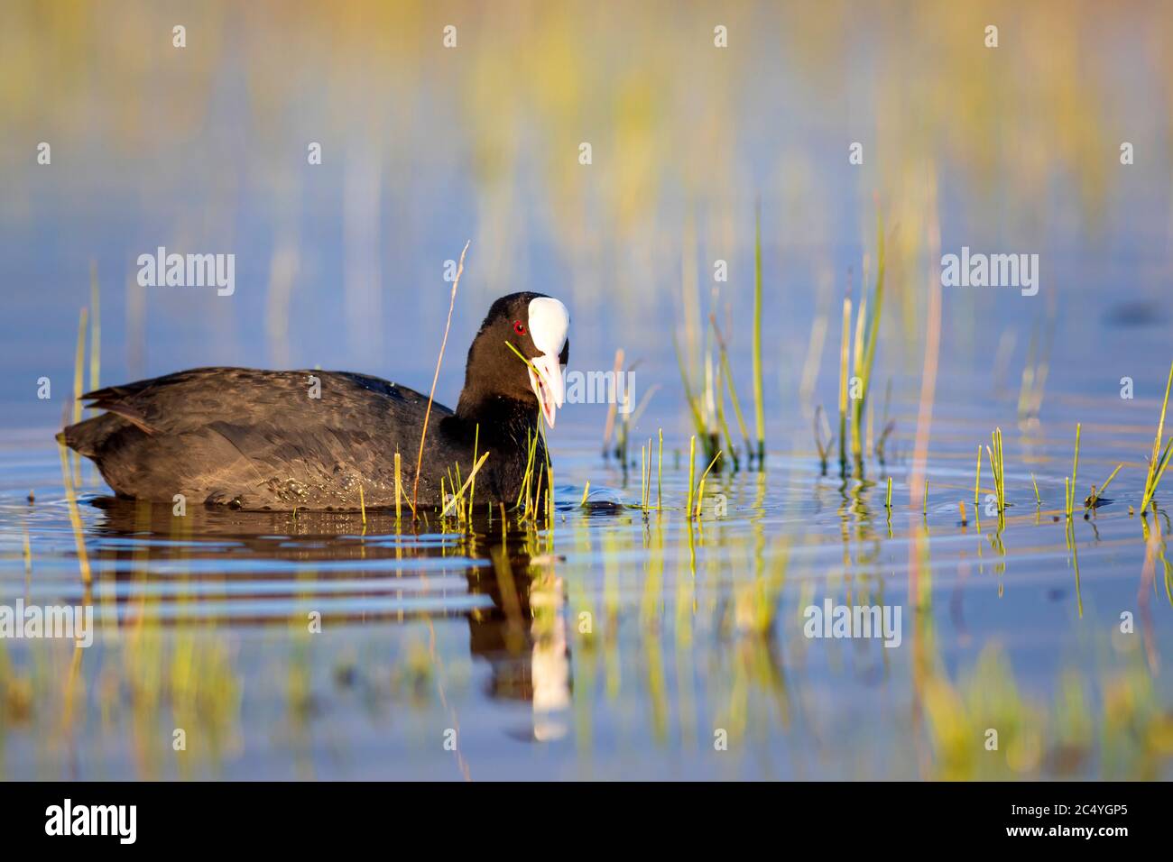 Cute bird Eurasian Coot. Green nature background. Bird: Eurasian Coot ...
