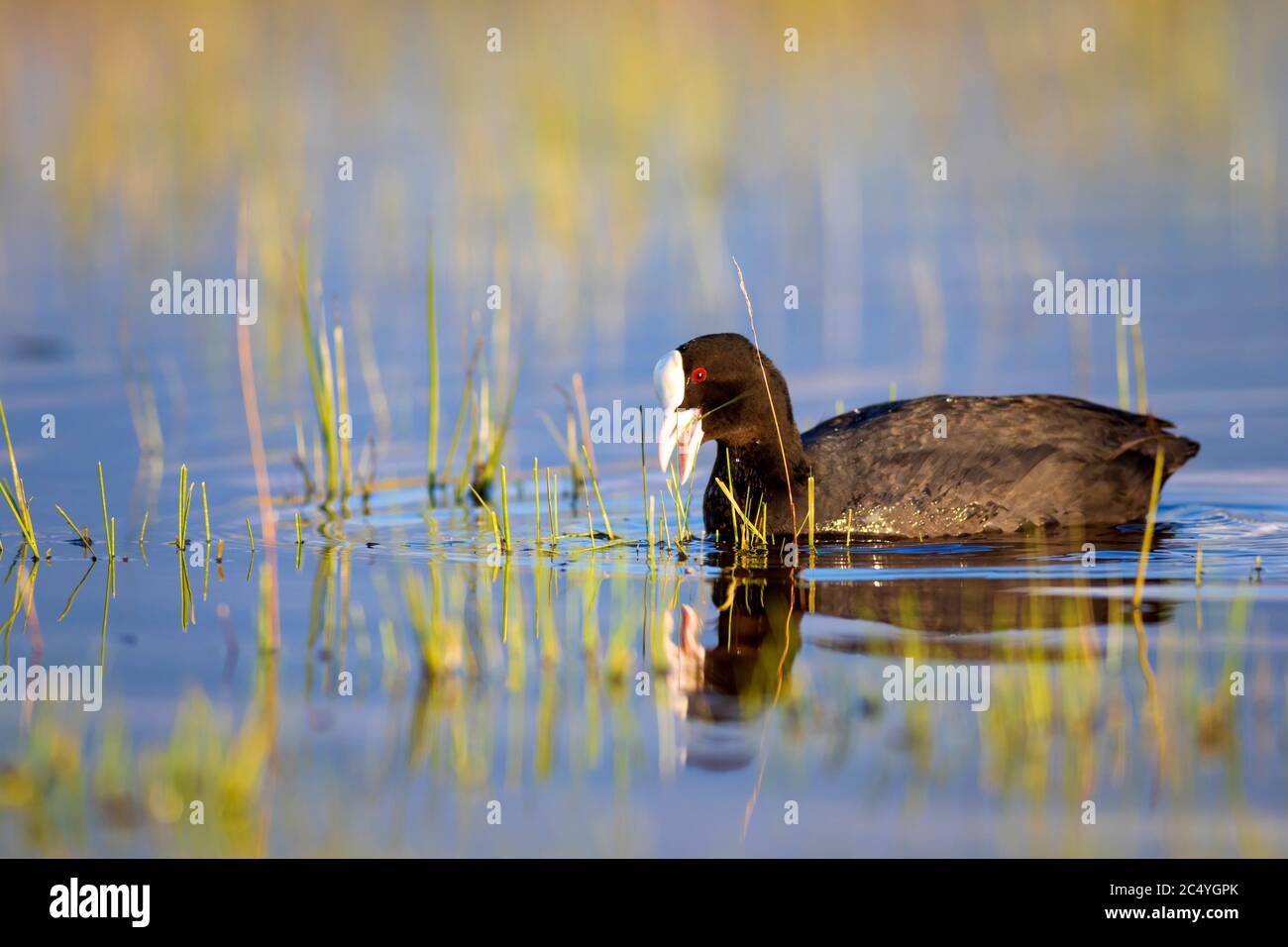Cute bird Eurasian Coot. Green nature background. Bird: Eurasian Coot ...