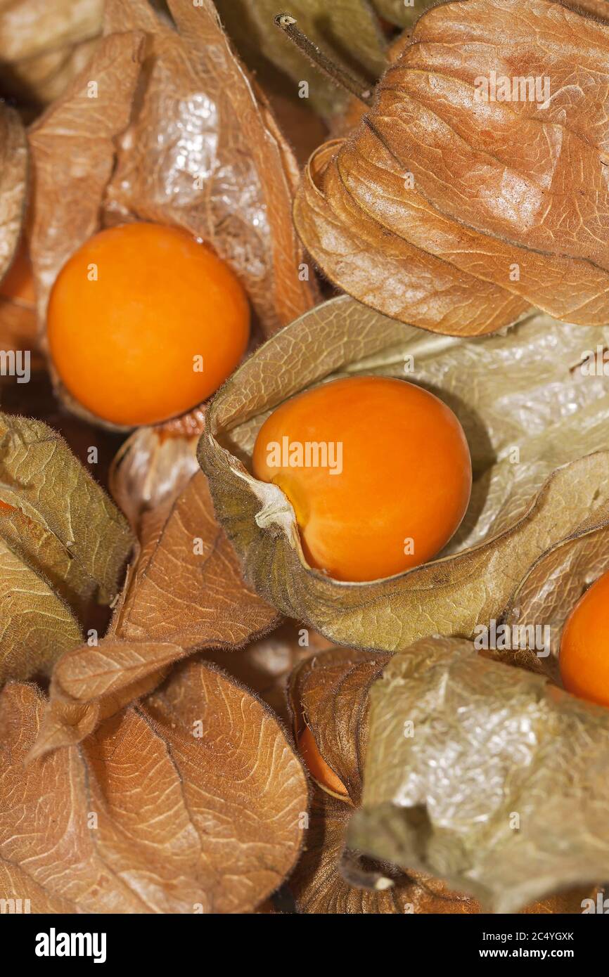 American gooseberries hi-res stock photography and images - Alamy