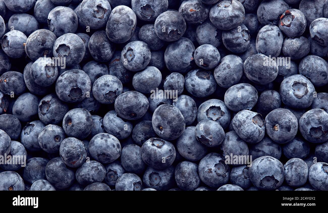 Freshly picked blueberries. Wild berry, Healthy food Stock Photo - Alamy