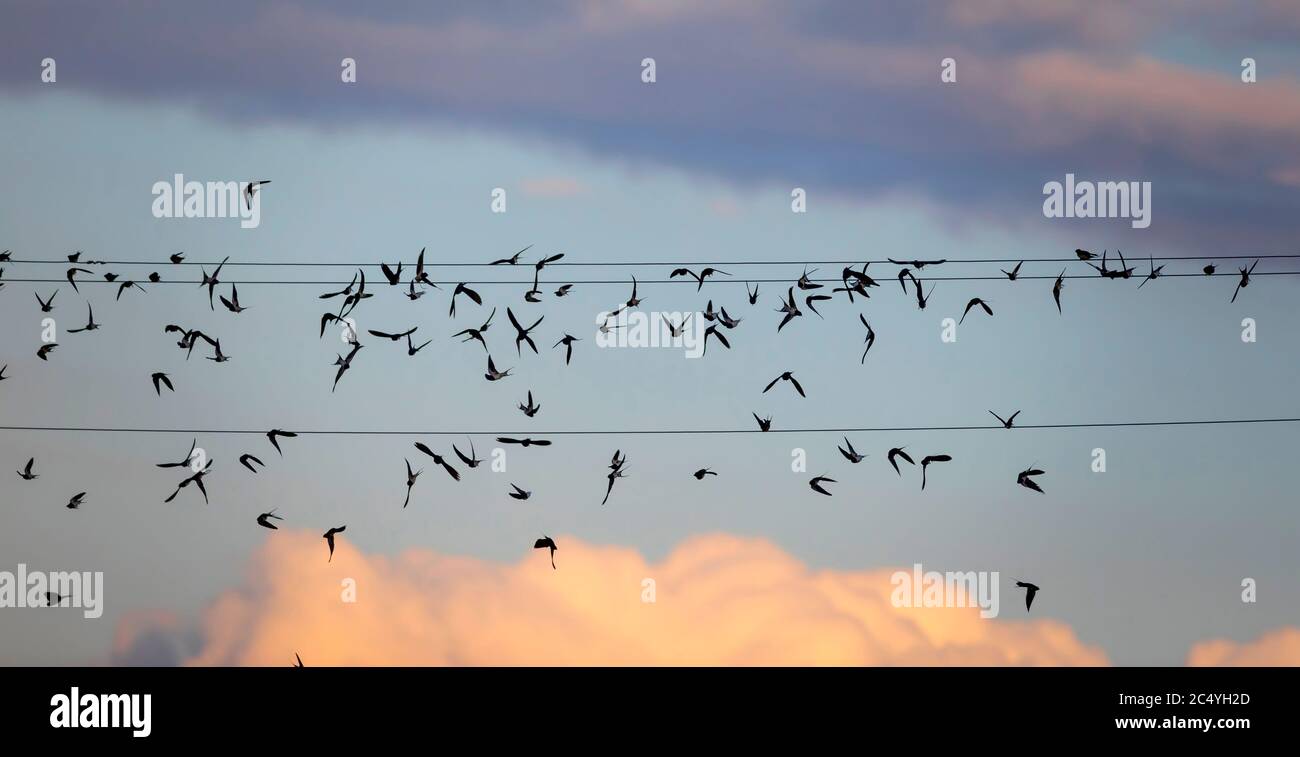 Birds and electric wire. Sunset sky background. Bird: Barn Swallow ...
