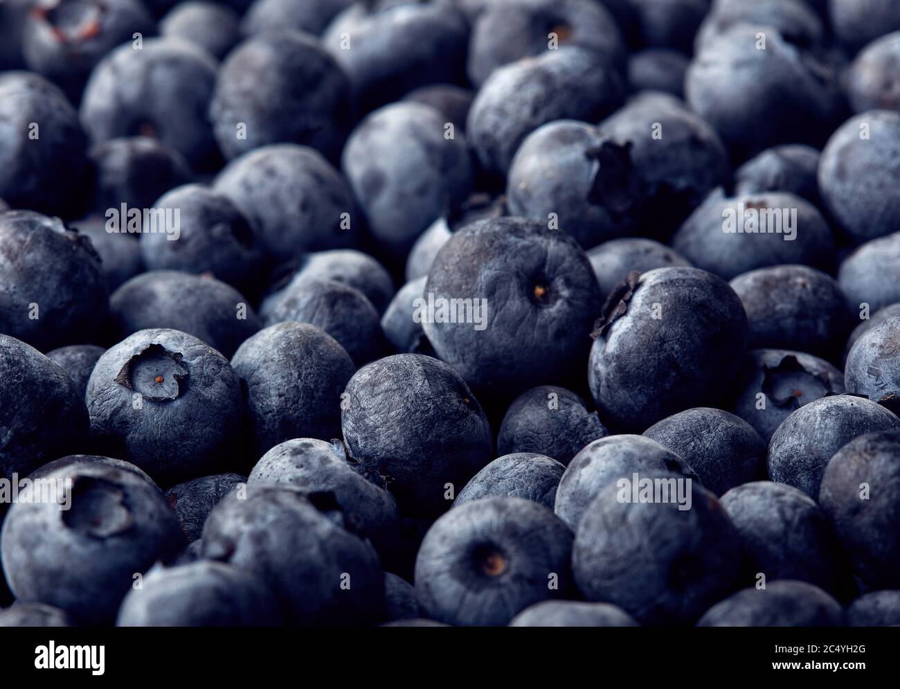 Freshly picked blueberries. Wild berry, Healthy food Stock Photo - Alamy
