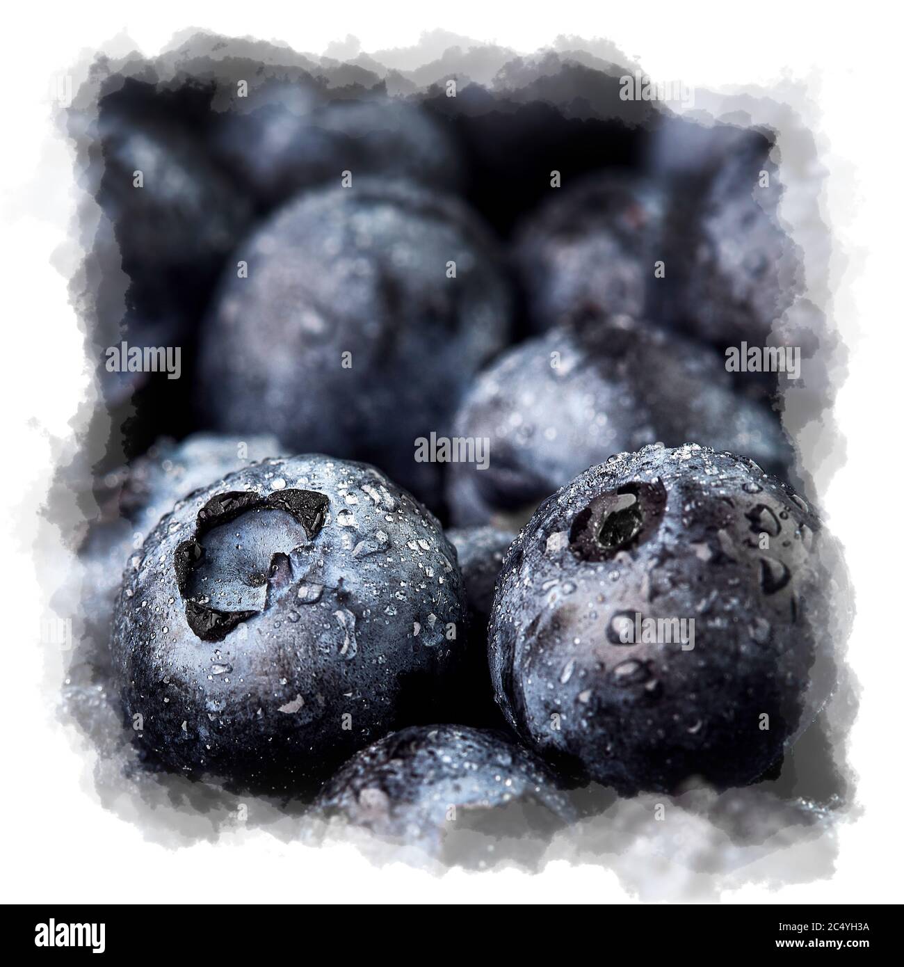 Freshly picked blueberries. Wild berry, Healthy food Stock Photo - Alamy