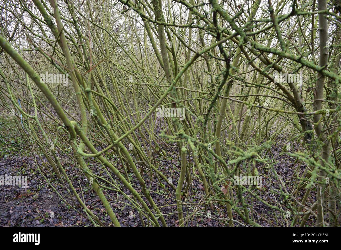 Wallpaper spring hi-res stock photography and images - Alamy