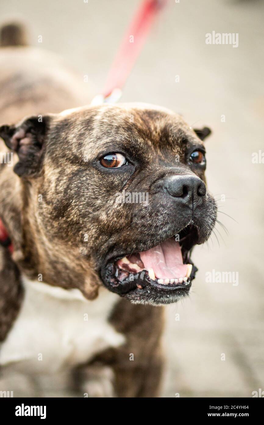 Angry black dog barking hi-res stock photography and images - Alamy