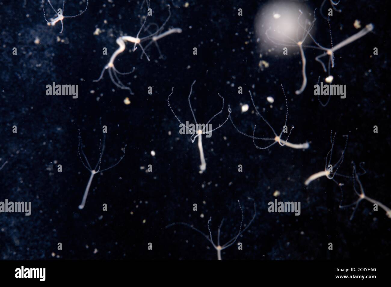 Hydra vulgaris dark field. Underwater microcosm, Hydra feed Stock Photo ...