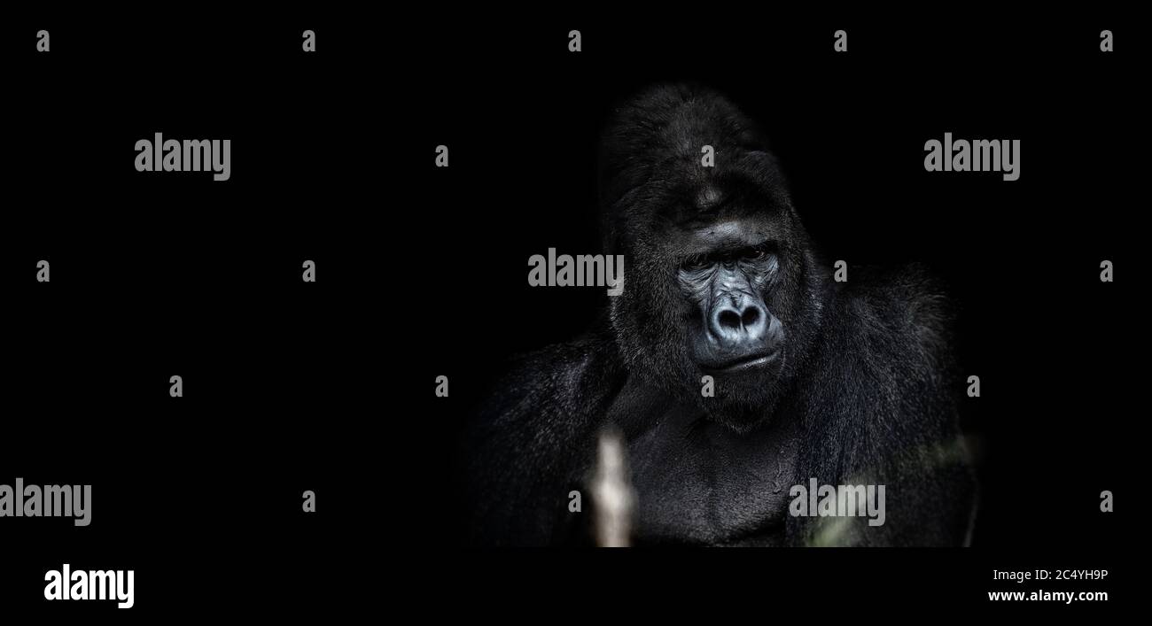 Portrait of a male gorilla on a black background, severe silverback ...