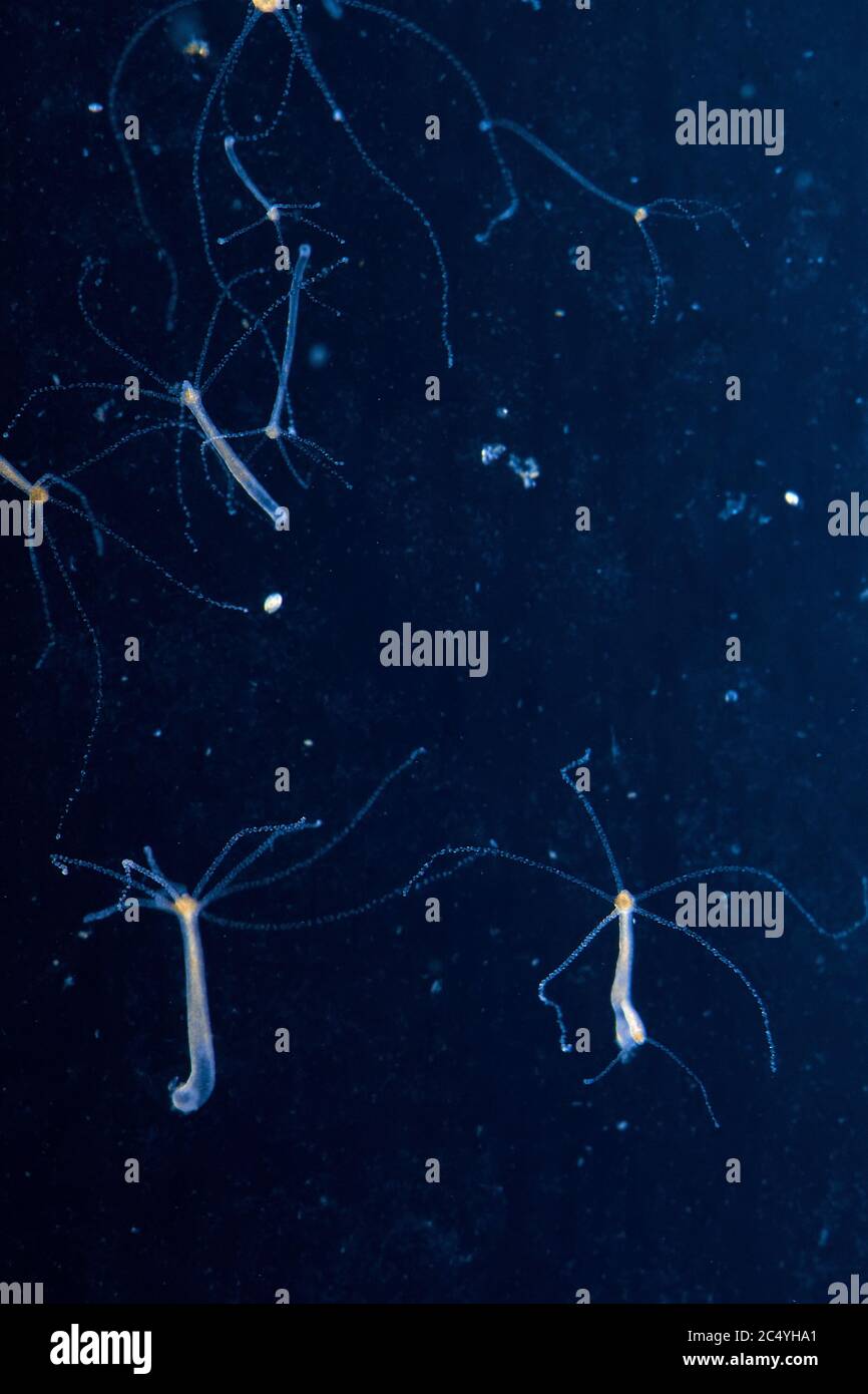 Hydra microscope hi-res stock photography and images - Alamy