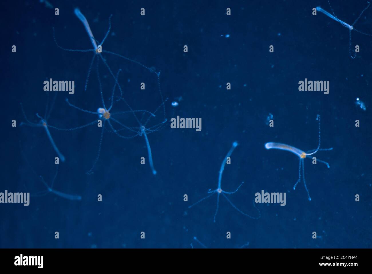 Hydra vulgaris dark field. Underwater microcosm, Hydra feed Stock Photo ...