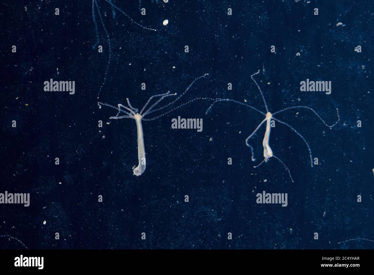 Hydra vulgaris dark field. Underwater microcosm, Hydra feed Stock Photo ...