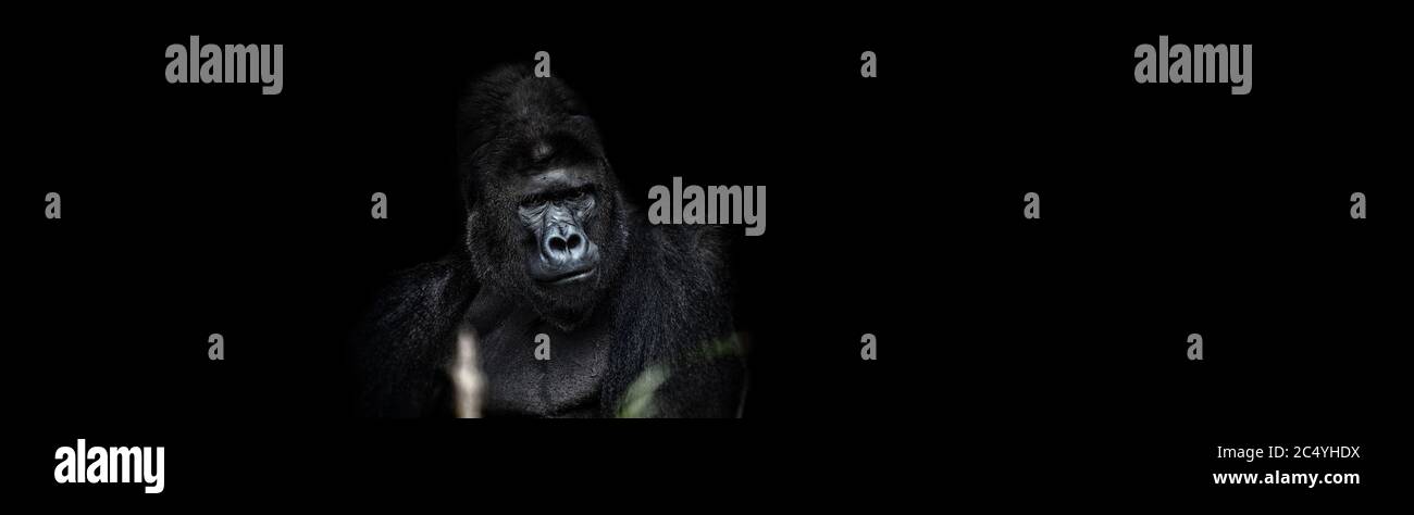 Portrait of a male gorilla on a black background, severe silverback ...
