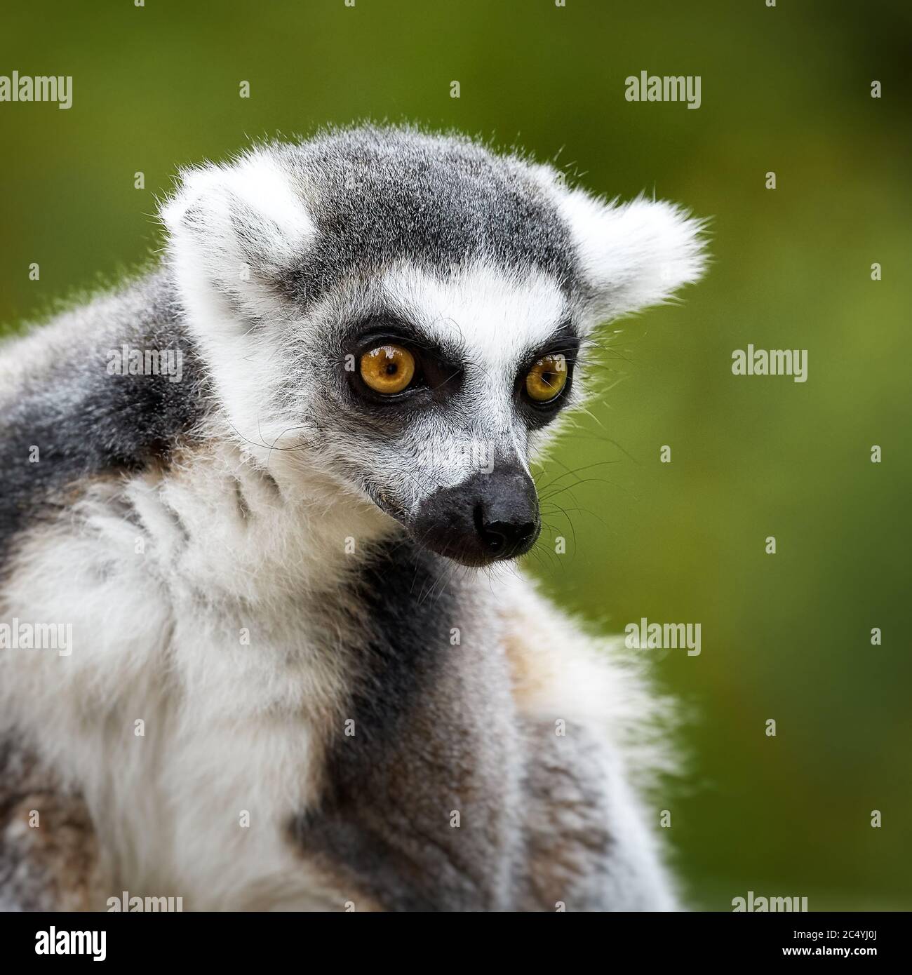 Animal face sighting hi-res stock photography and images - Alamy