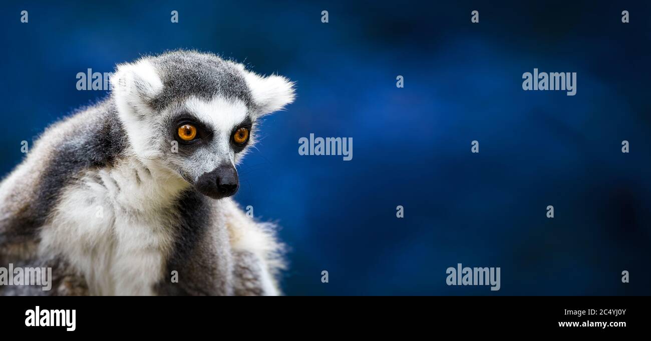 Animal face sighting hi-res stock photography and images - Alamy