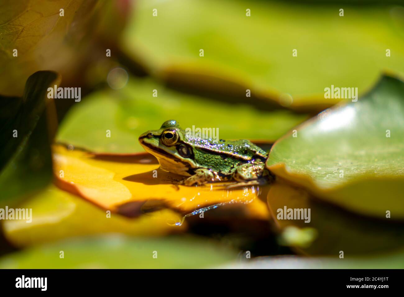 Small water frog, Pelophylax lessonae, in a pond Stock Photo - Alamy