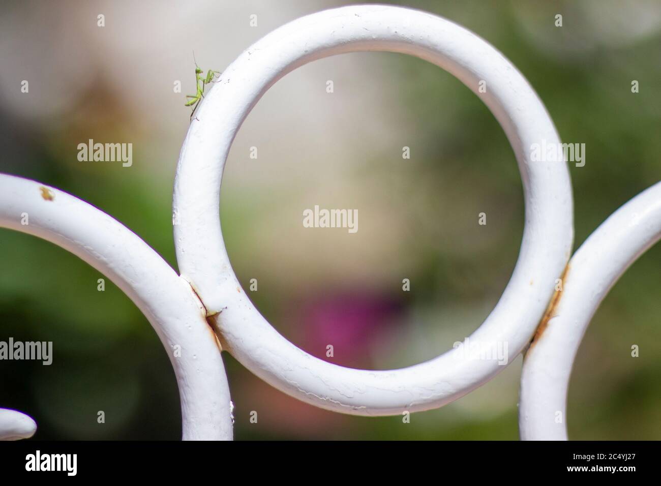 Small green praying mantis in a white circle Stock Photo - Alamy