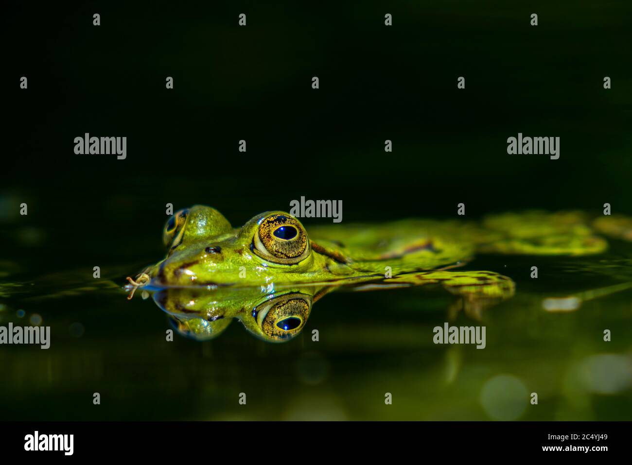 Small water frog, Pelophylax lessonae, in a pond Stock Photo - Alamy