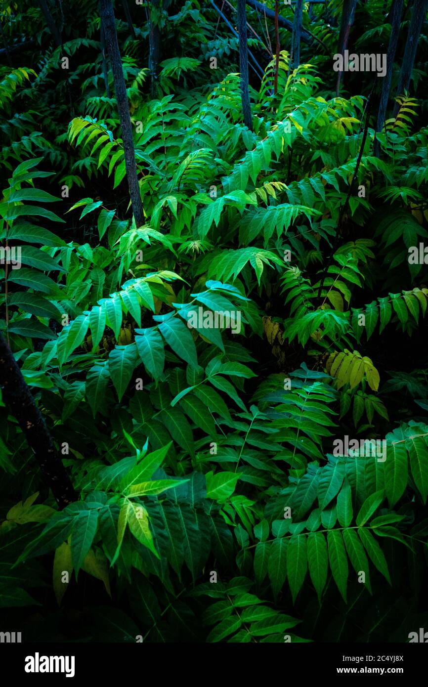 Detail of the ground of a jungle, covered with green leaves Stock Photo ...