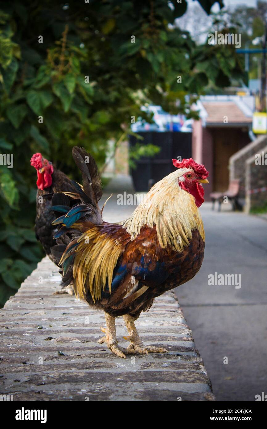 Colorful roosters hi-res stock photography and images - Alamy