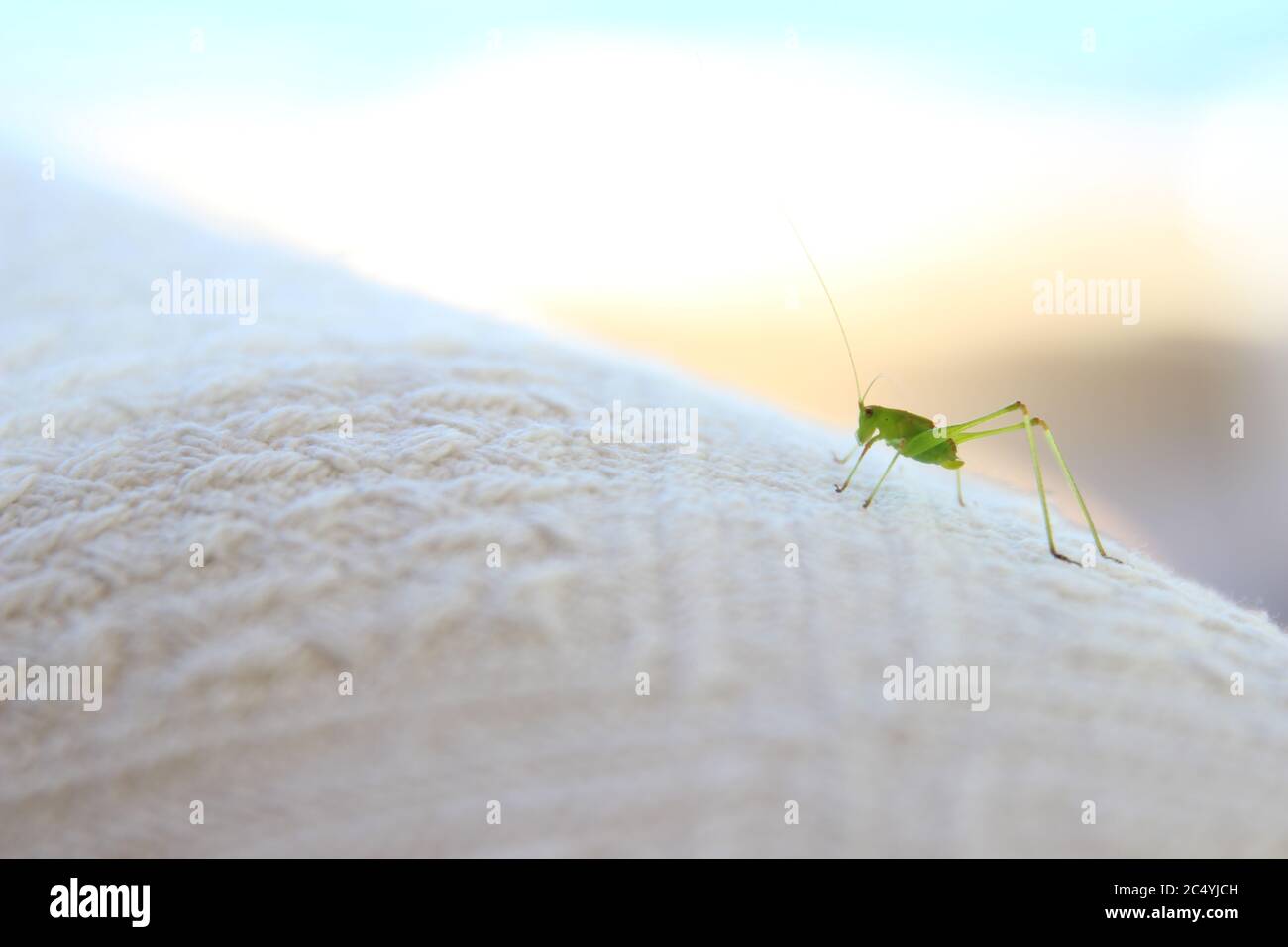 Green small insect with a white background Stock Photo - Alamy