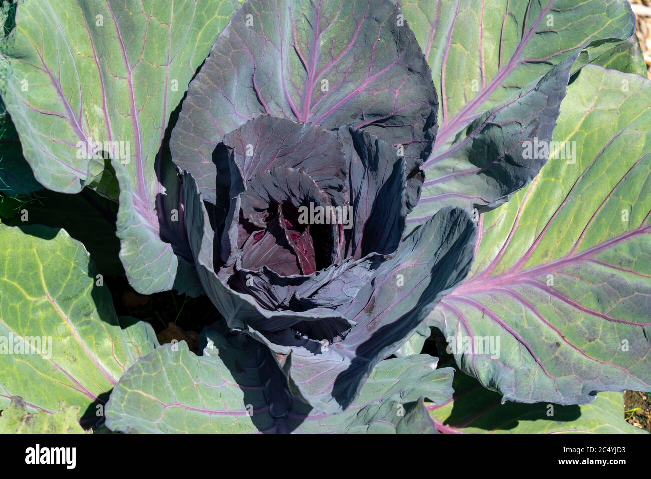 Red cabbage plant, in the garden Stock Photo - Alamy