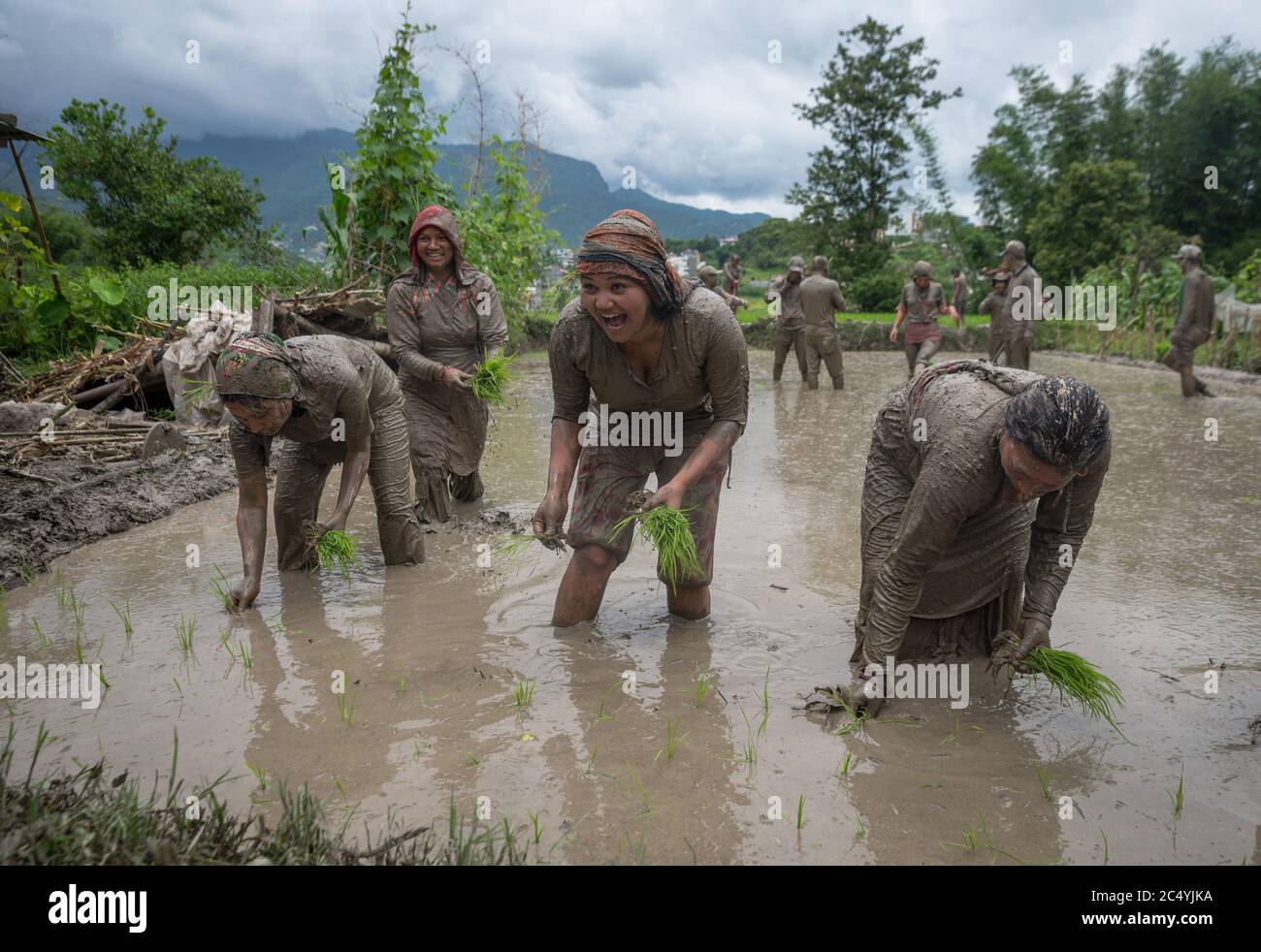 Farmers seen planting the rice seedlings in the paddy field during the ...