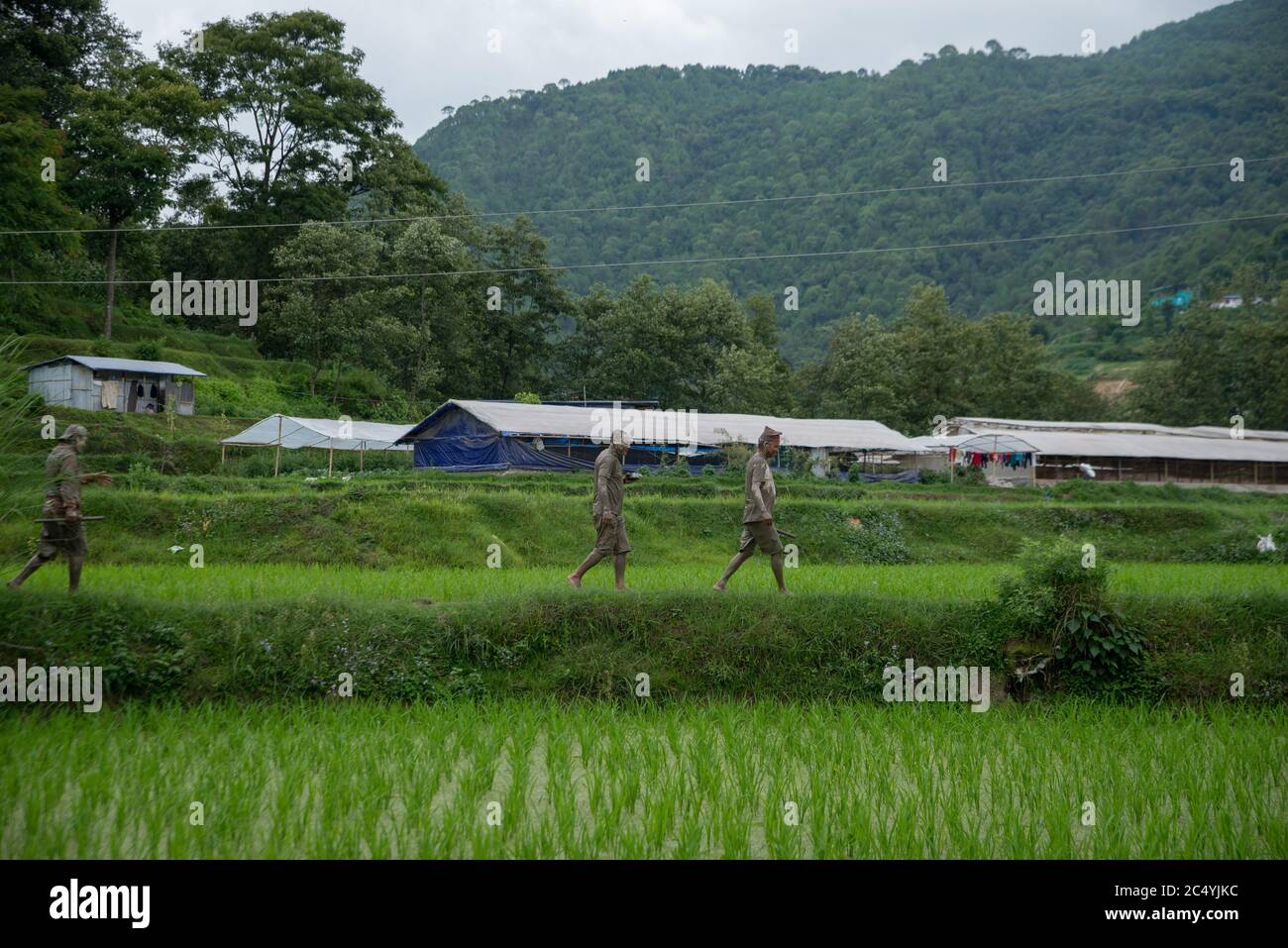 The Nepalese farmers walking in the paddy field during the National ...