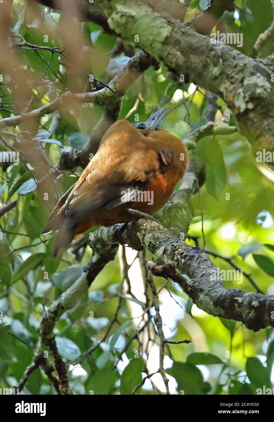 Capuchin bird perched on branch hi-res stock photography and images - Alamy