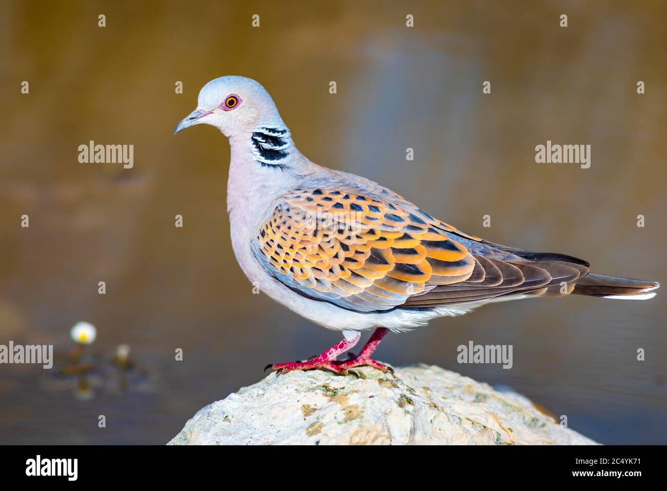 Colorful Dove. Nature background. Bird: European Turtle Dove ...