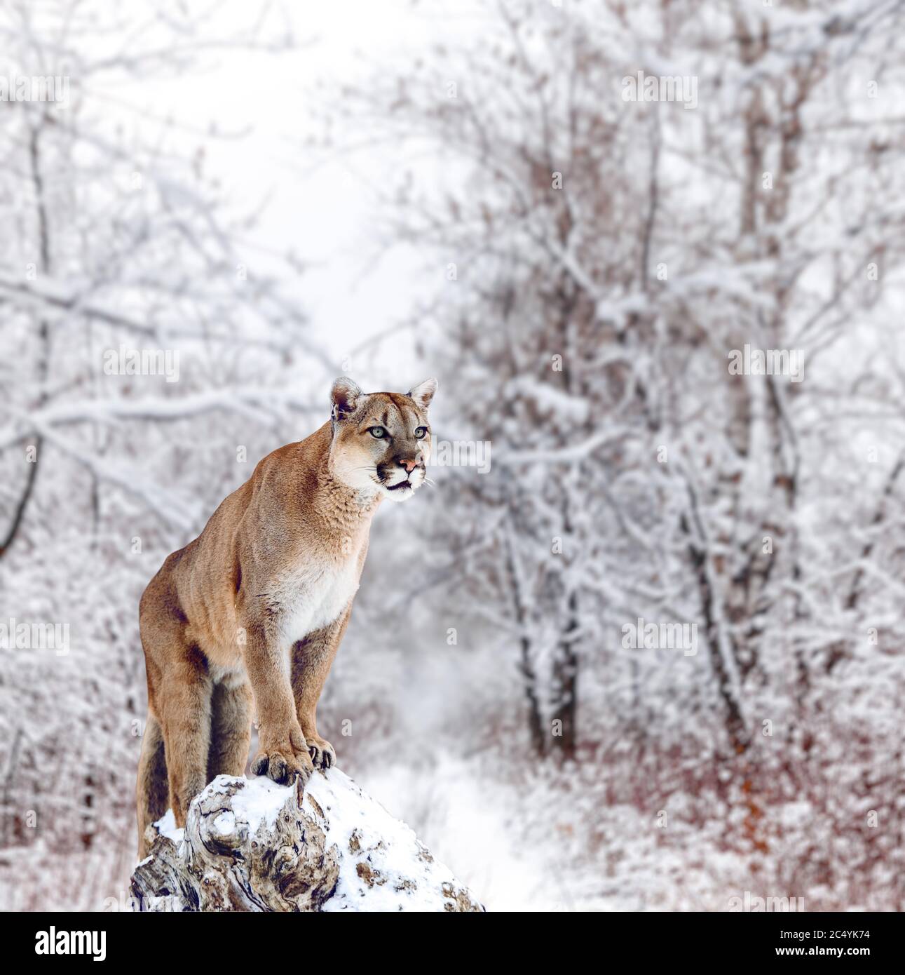 Portrait of a cougar, mountain lion, puma, panther, striking a pose on ...