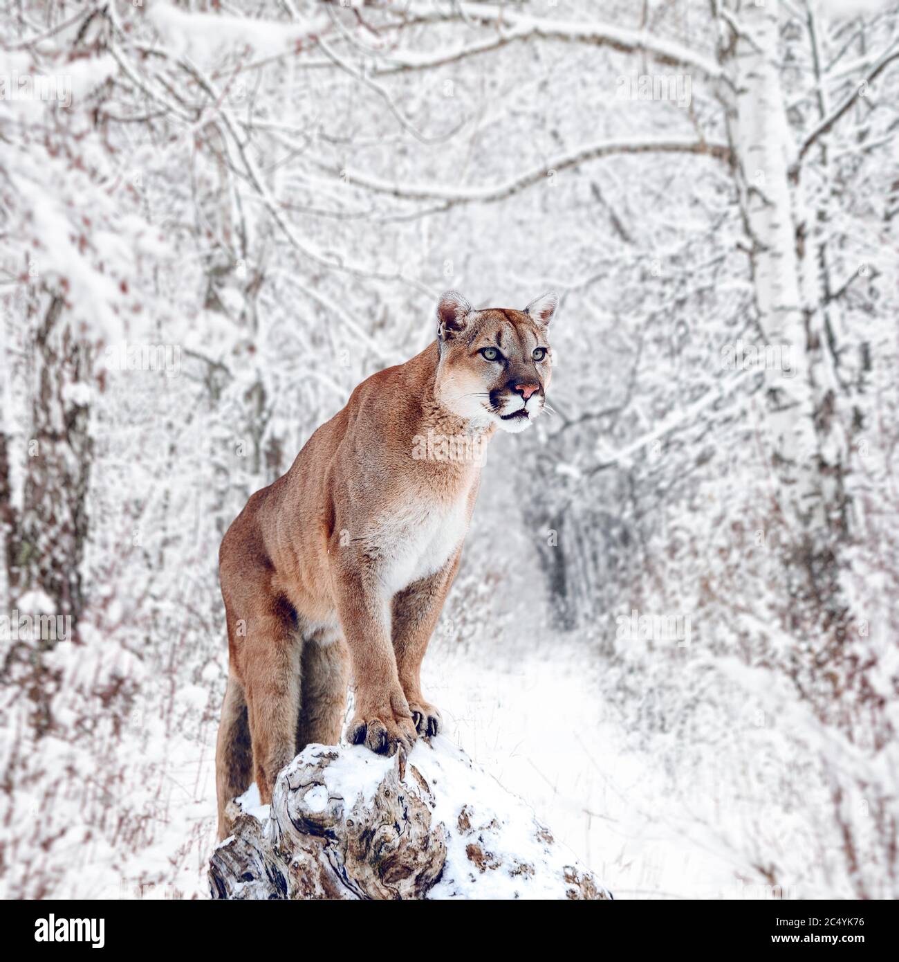 Portrait of a cougar, mountain lion, puma, panther, striking a pose on ...