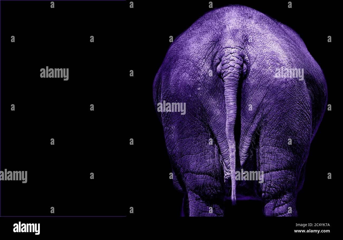 The Behind of a Elephant, Ultra Violet Tail Elephant, Elephant Rear ...