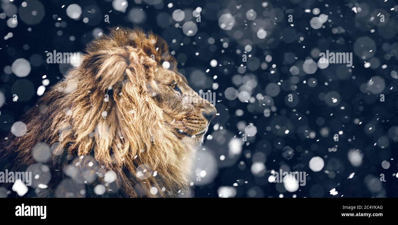 White lion blue eyes wild hi-res stock photography and images - Alamy